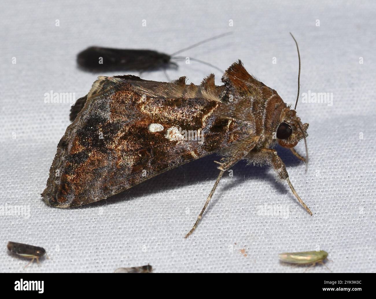 Soybean looper moth hi-res stock photography and images - Alamy
