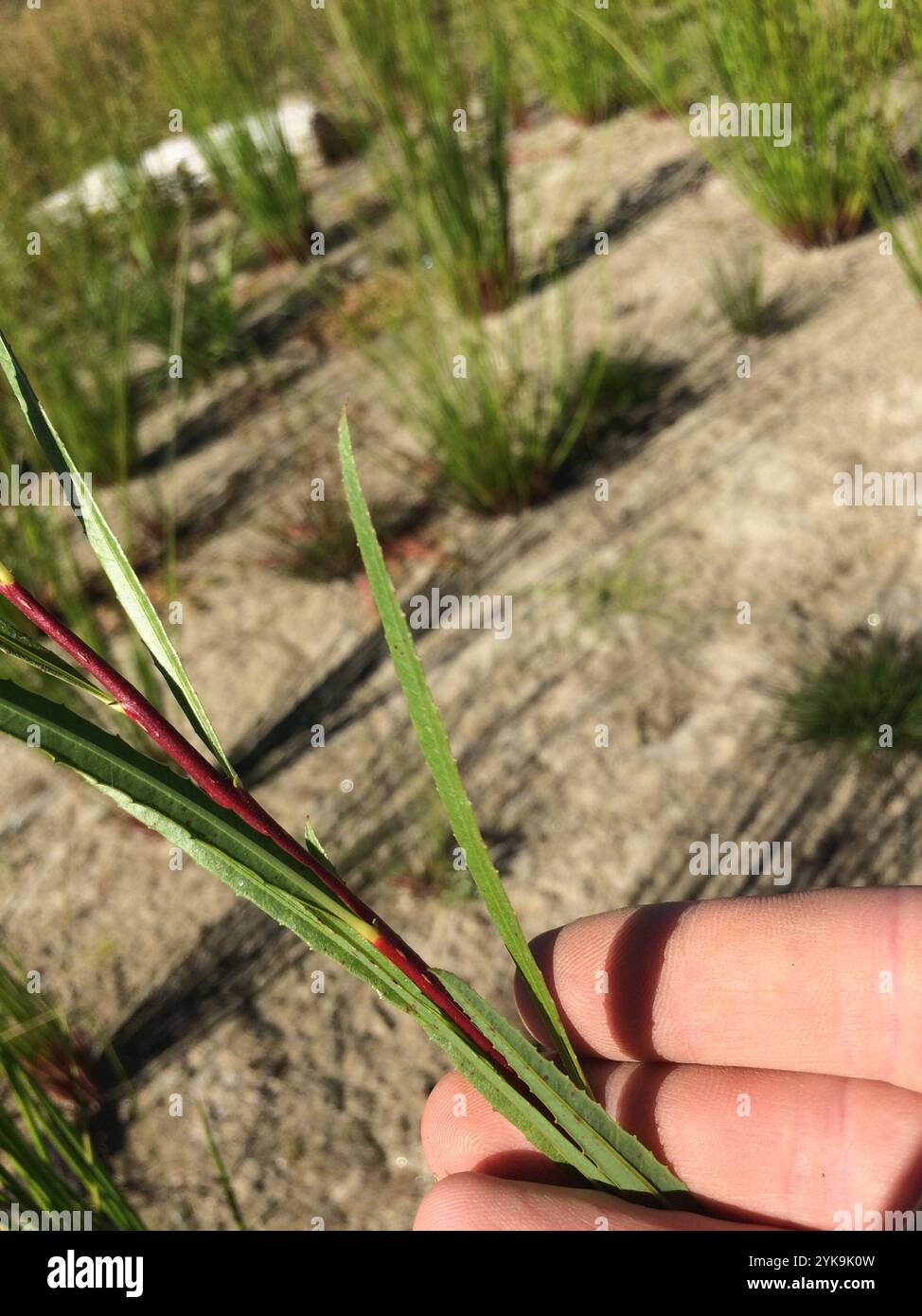 interior sandbar willow (Salix interior Stock Photo - Alamy