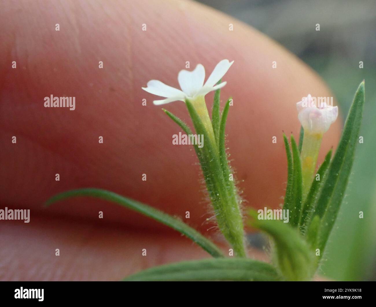 slender phlox (Microsteris gracilis Stock Photo - Alamy