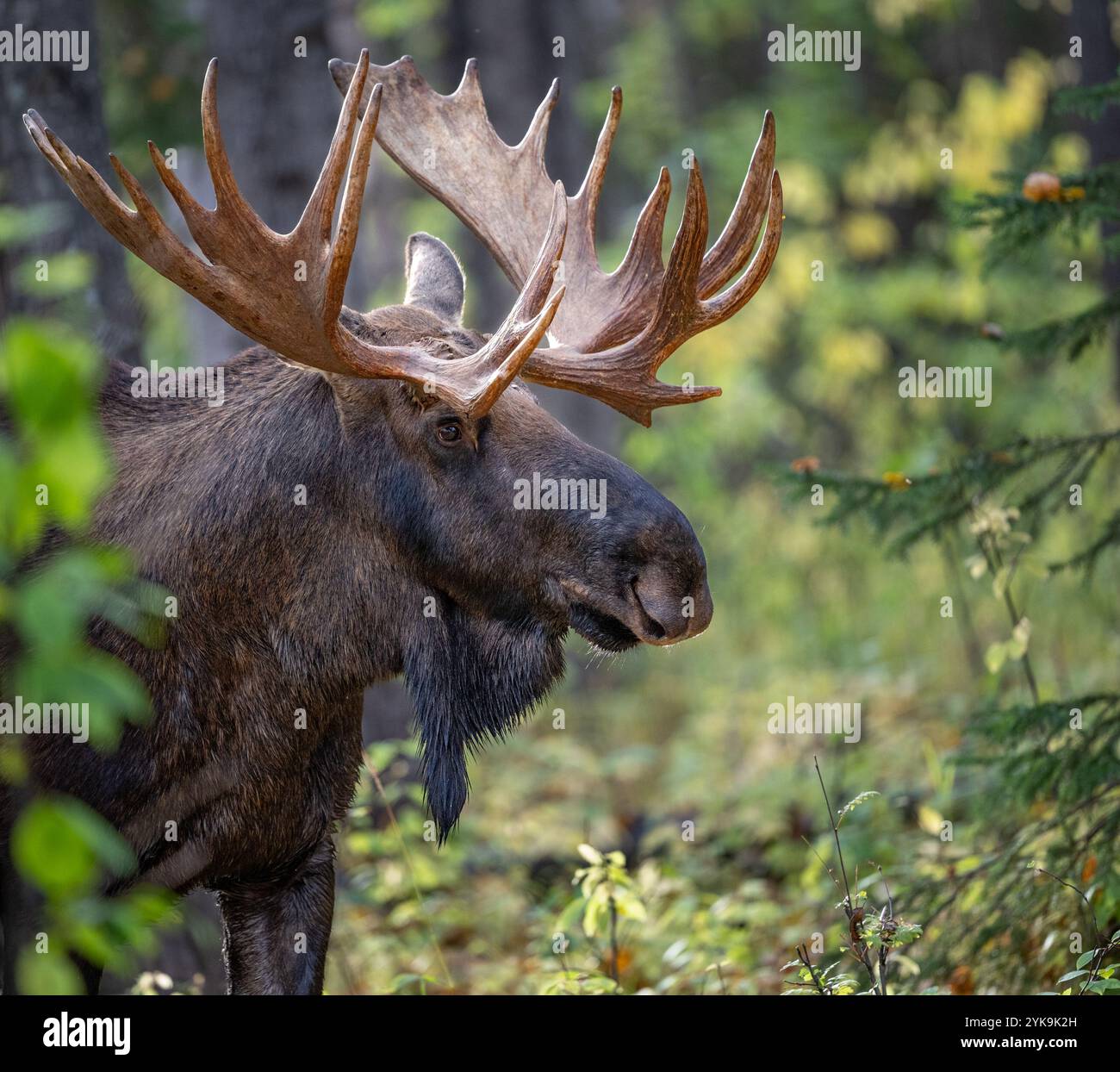 Female looking through large hi-res stock photography and images - Alamy