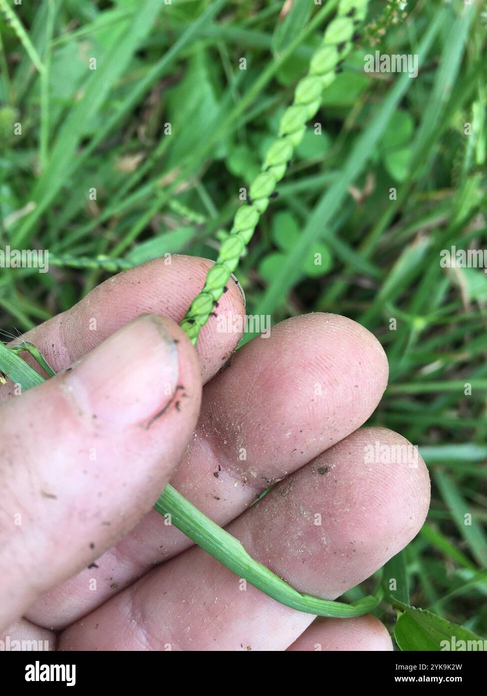 Thin Paspalum (Paspalum setaceum Stock Photo - Alamy
