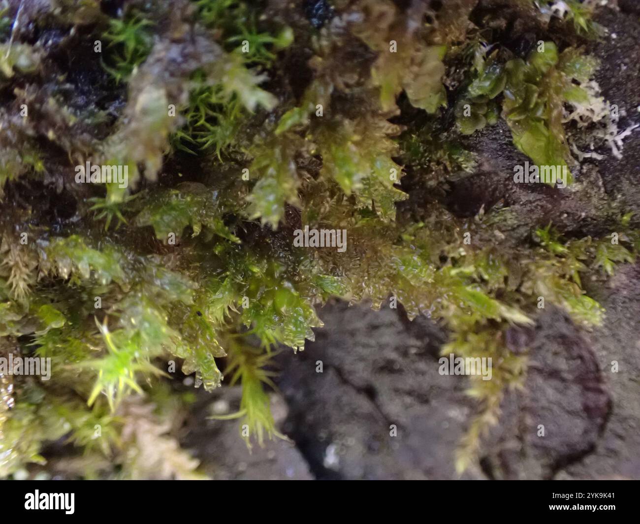 Douglas' Neckera Moss (Neckera douglasii Stock Photo - Alamy