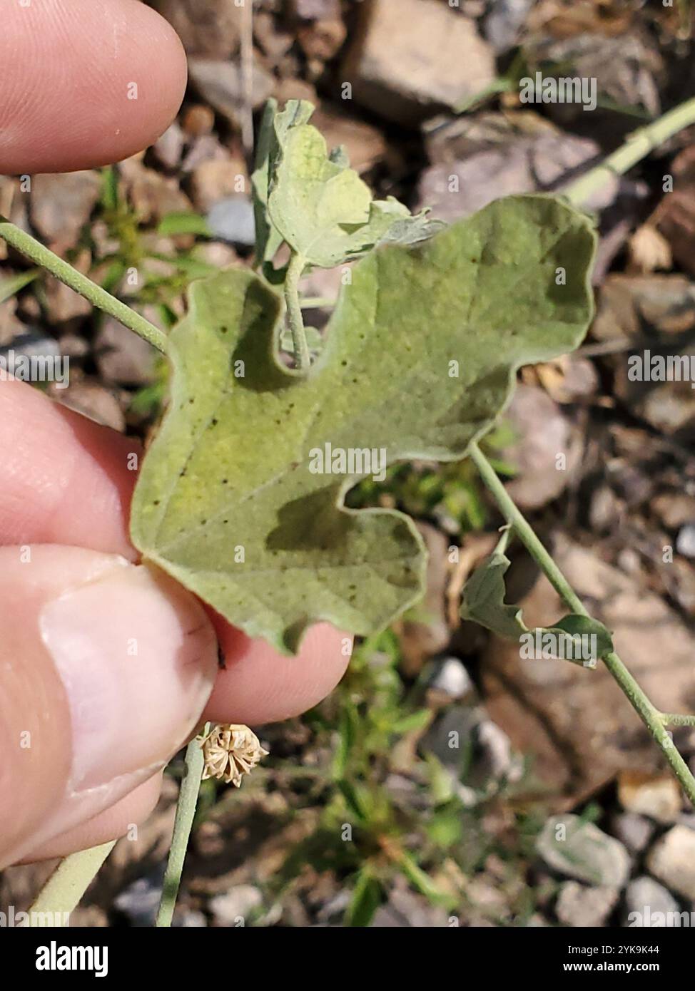gray globemallow (Sphaeralcea incana Stock Photo - Alamy