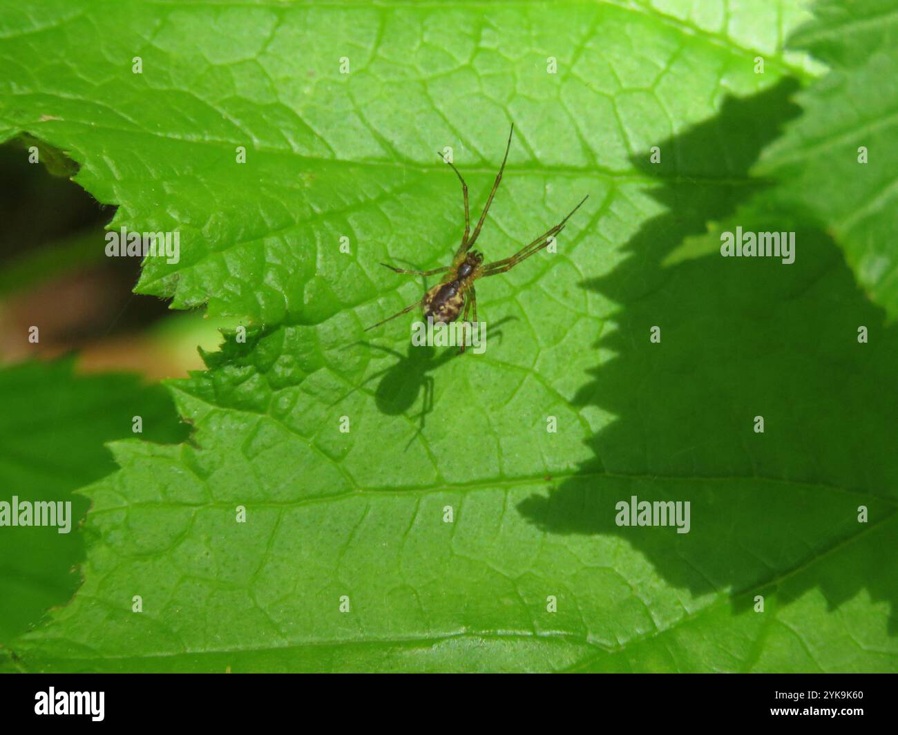 Sheetweb and Dwarf Weavers (Linyphiidae Stock Photo - Alamy