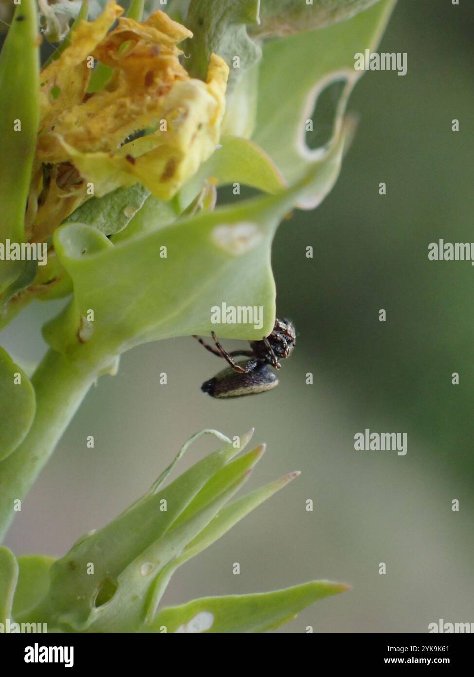 Leaf-beetle Jumping Spiders (Sassacus Stock Photo - Alamy