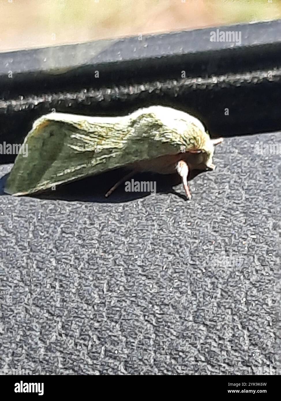Subflexus Straw Moth (Chloridea subflexa Stock Photo - Alamy