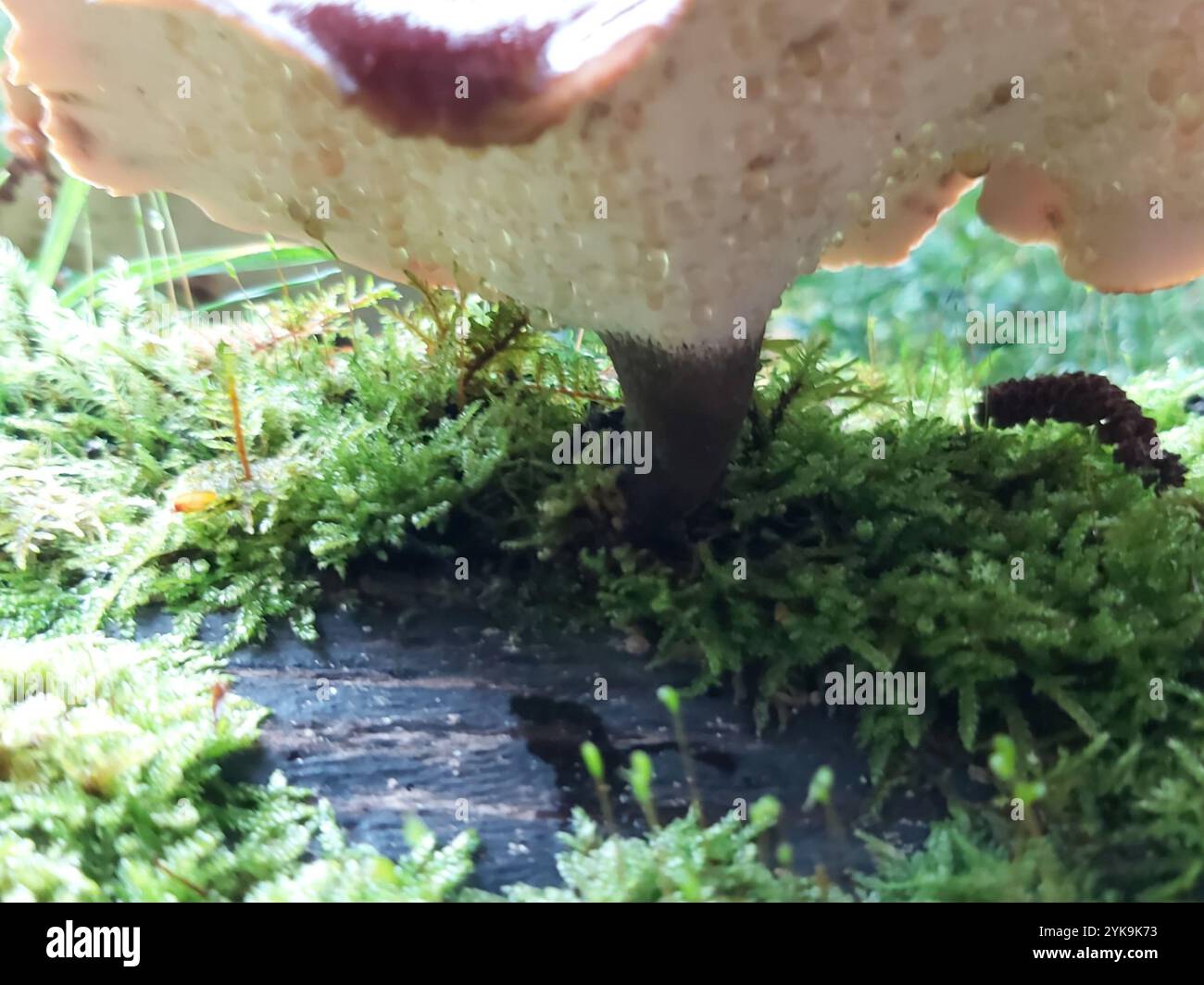 Bay Polypore (Picipes badius Stock Photo - Alamy