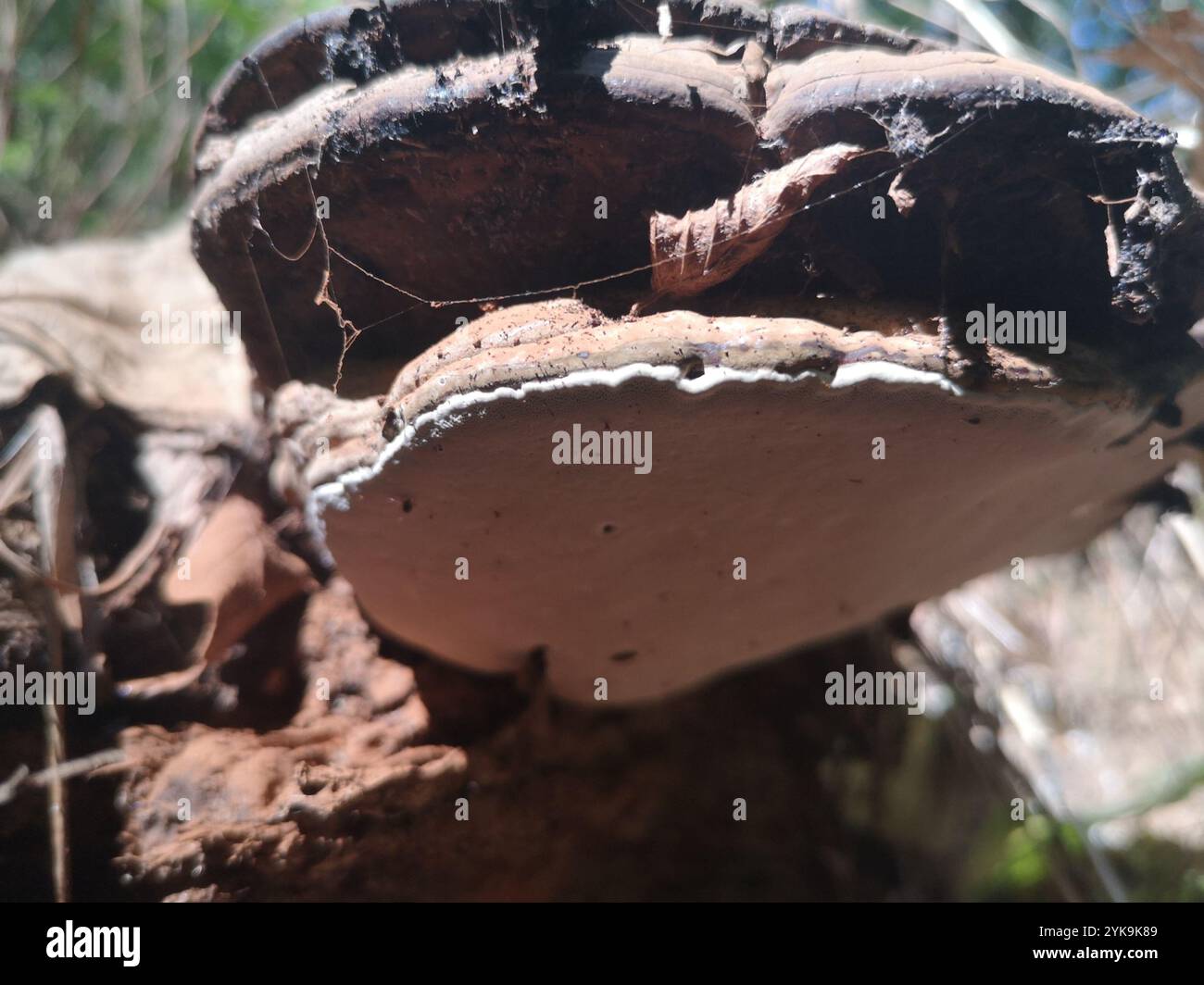 artist's bracket (Ganoderma applanatum Stock Photo - Alamy