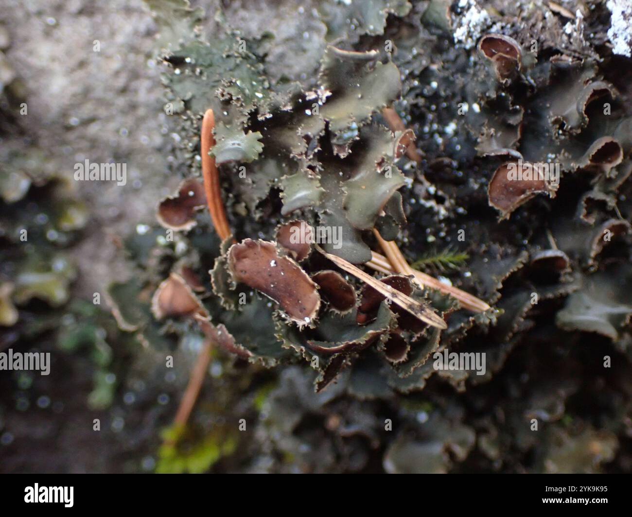 Pimpled Kidney Lichen (Nephroma resupinatum Stock Photo - Alamy