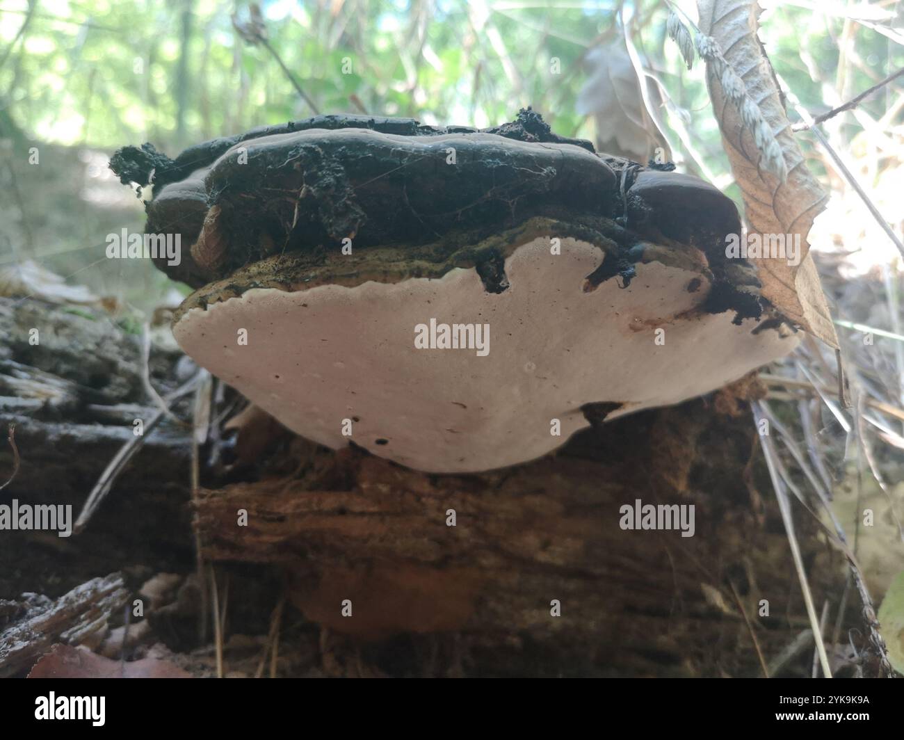 artist's bracket (Ganoderma applanatum Stock Photo - Alamy