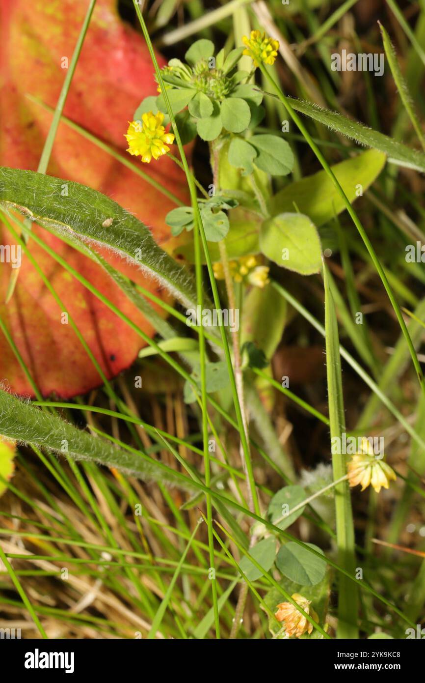 Lesser hop trefoil (Trifolium dubium Stock Photo - Alamy