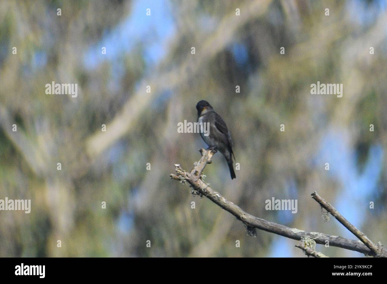 Olive-sided Flycatcher (Contopus cooperi Stock Photo - Alamy