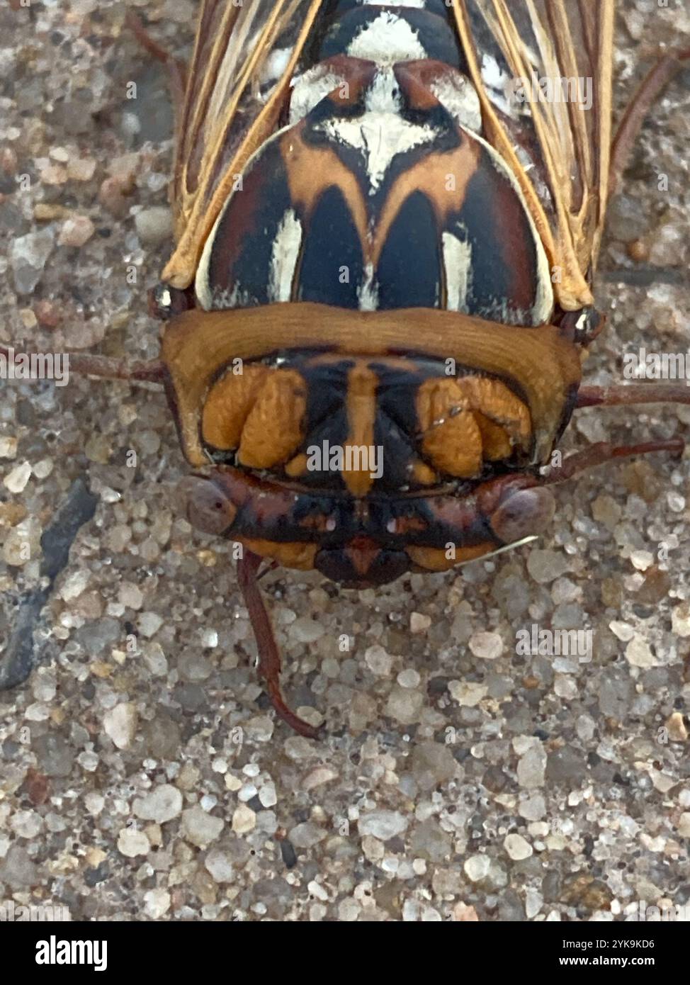 Bush Cicada (Megatibicen dorsatus Stock Photo - Alamy