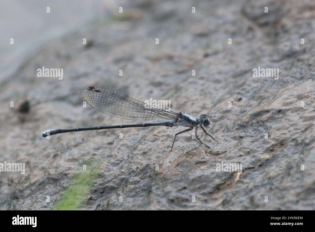 Argia moesta hi-res stock photography and images - Alamy