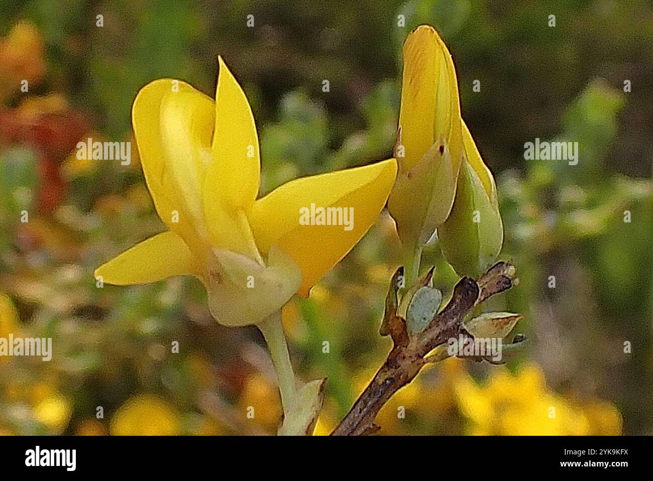 Vlei Honeybush (Cyclopia subternata Stock Photo - Alamy