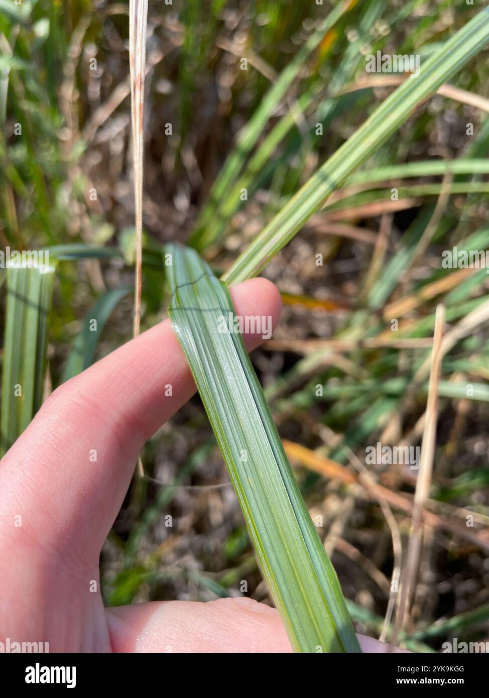 lake sedge (Carex lacustris Stock Photo - Alamy