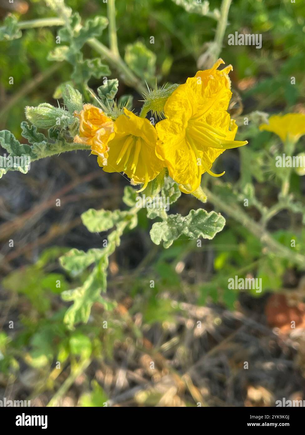 buffalo-bur (Solanum rostratum Stock Photo - Alamy