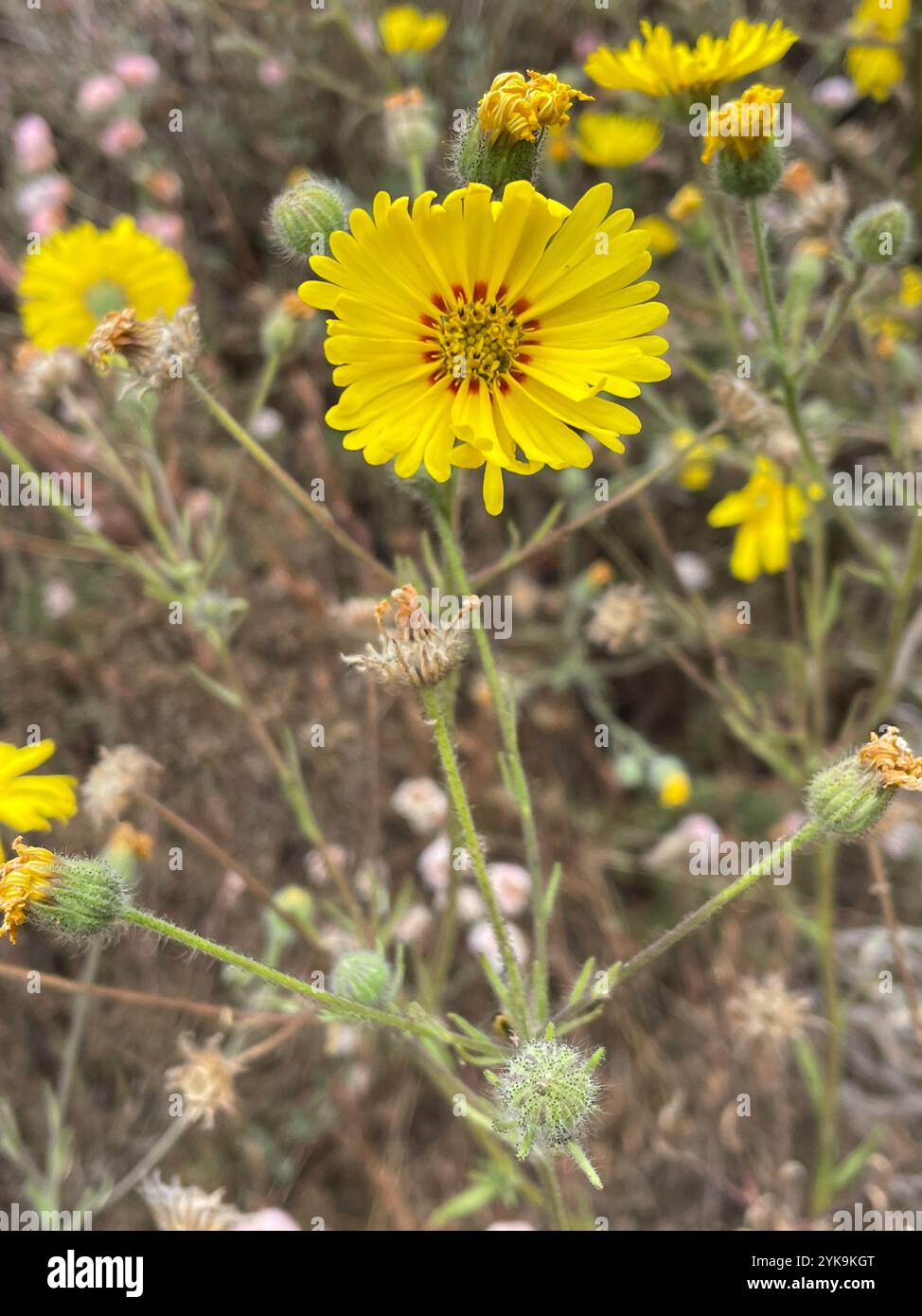 Common Madia (Madia elegans Stock Photo - Alamy