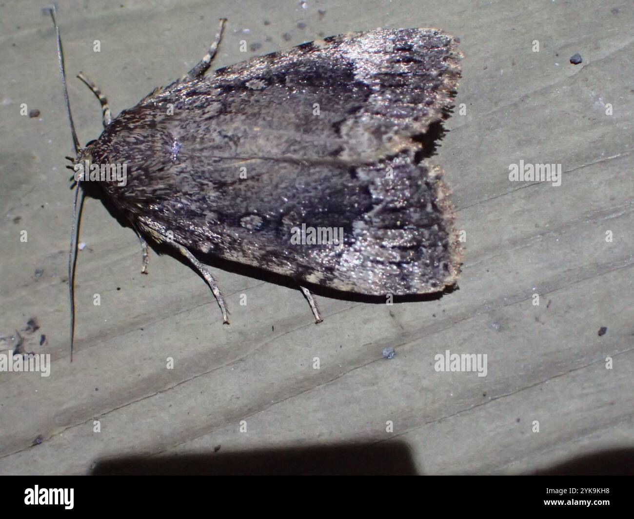 American Copper Underwing (Amphipyra pyramidoides Stock Photo - Alamy