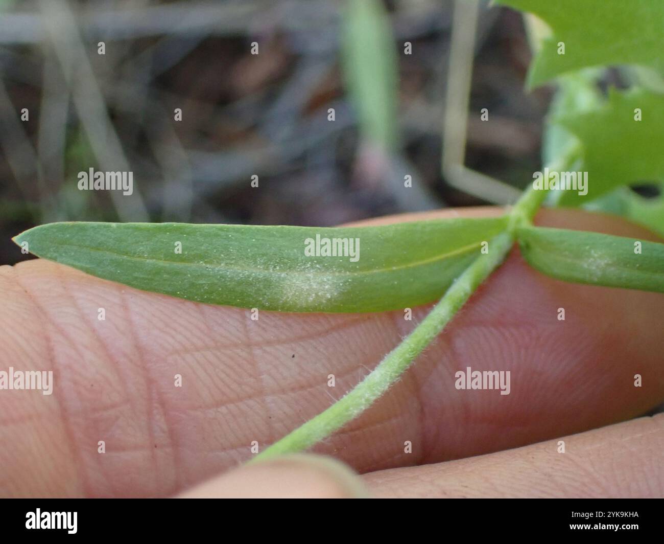 slender phlox (Microsteris gracilis Stock Photo - Alamy