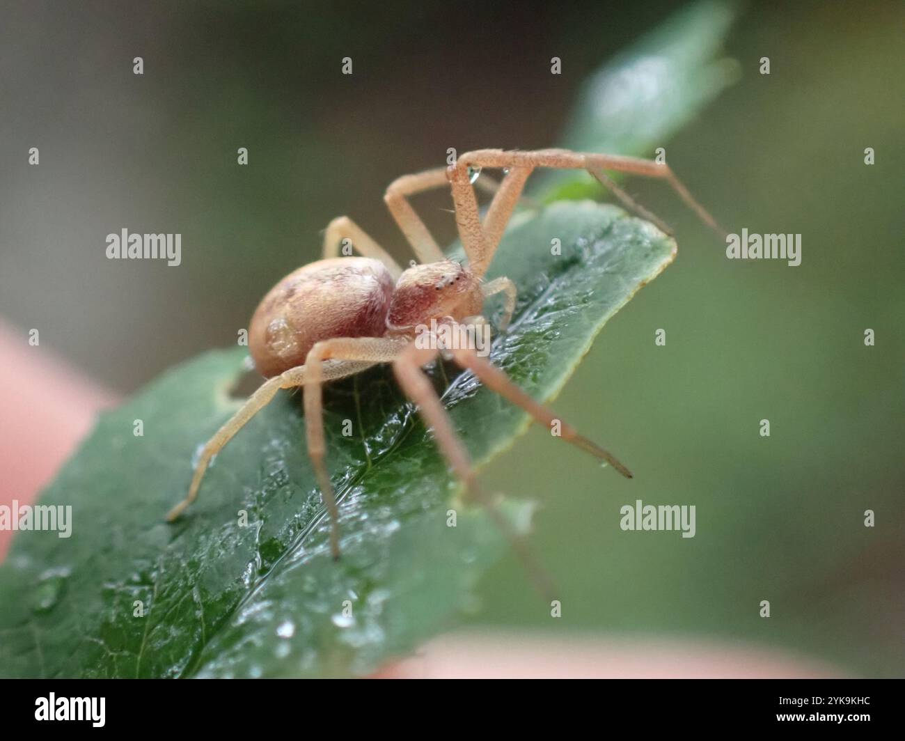 Running Crab Spiders (Philodromus Stock Photo - Alamy