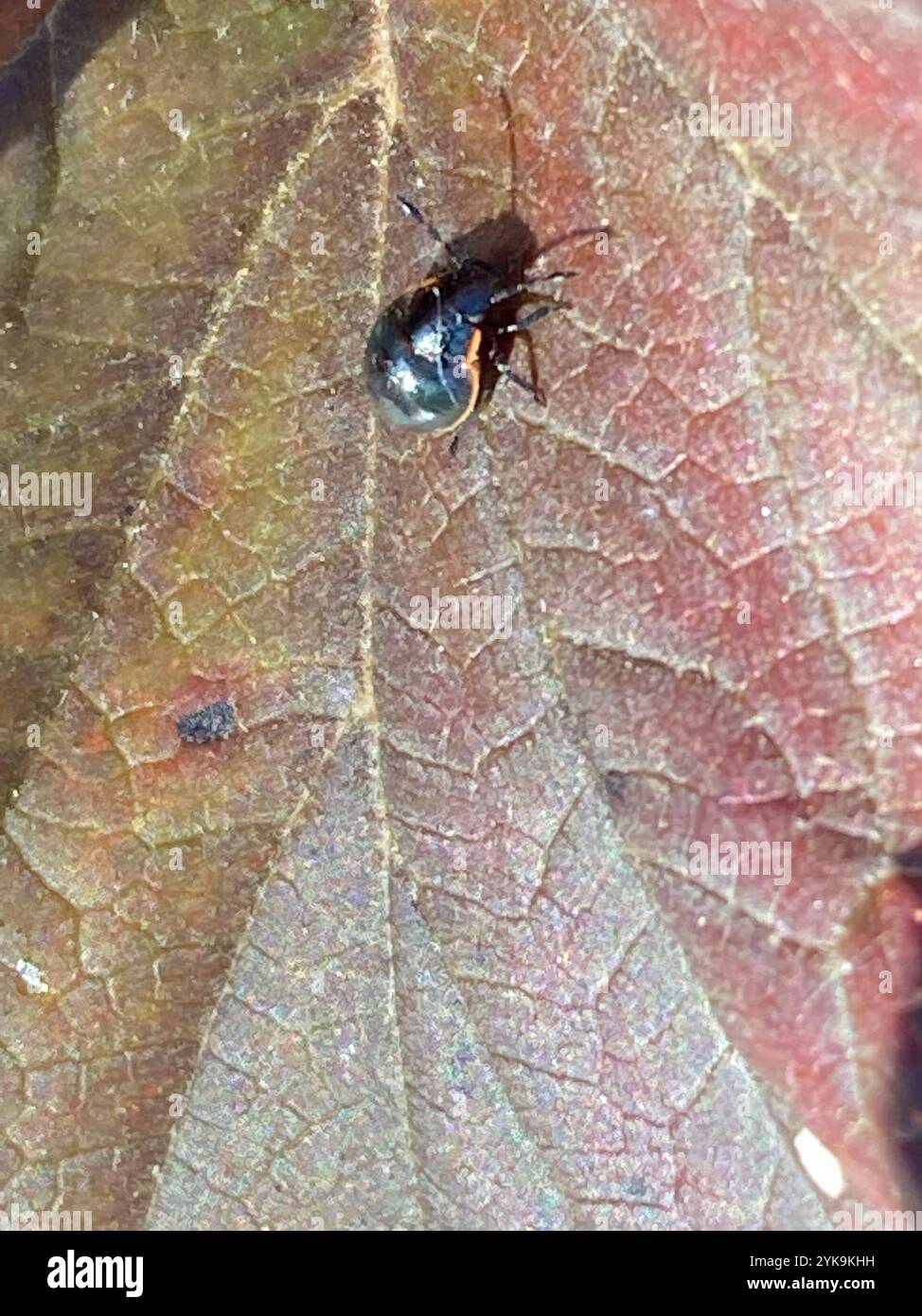 True Bugs (Heteroptera Stock Photo - Alamy