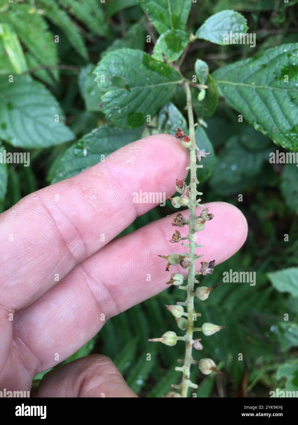 Sweet Pepperbush (Clethra alnifolia Stock Photo - Alamy