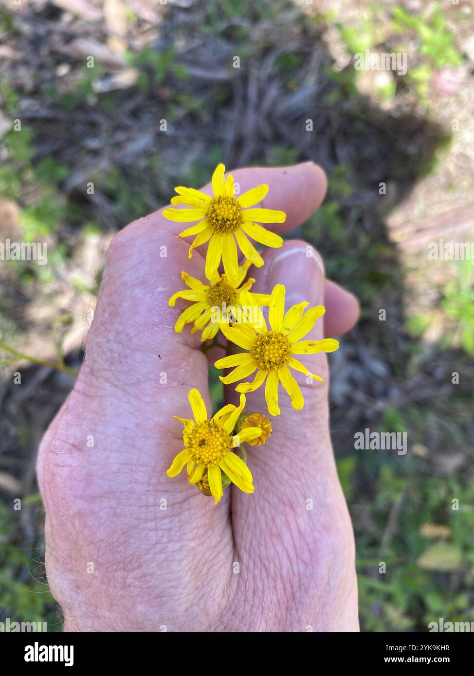 Madagascar Ragwort (Senecio madagascariensis Stock Photo - Alamy