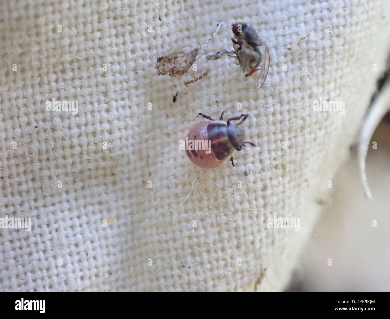 True Bugs (Heteroptera Stock Photo - Alamy