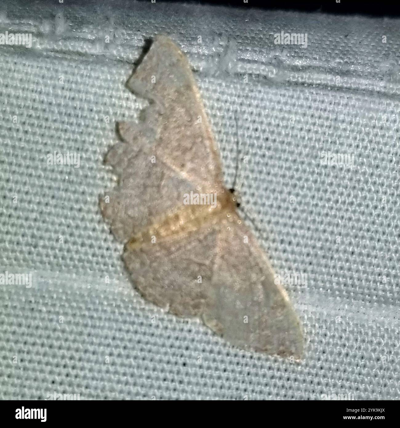 Common Tan Wave (Pleuroprucha insulsaria Stock Photo - Alamy