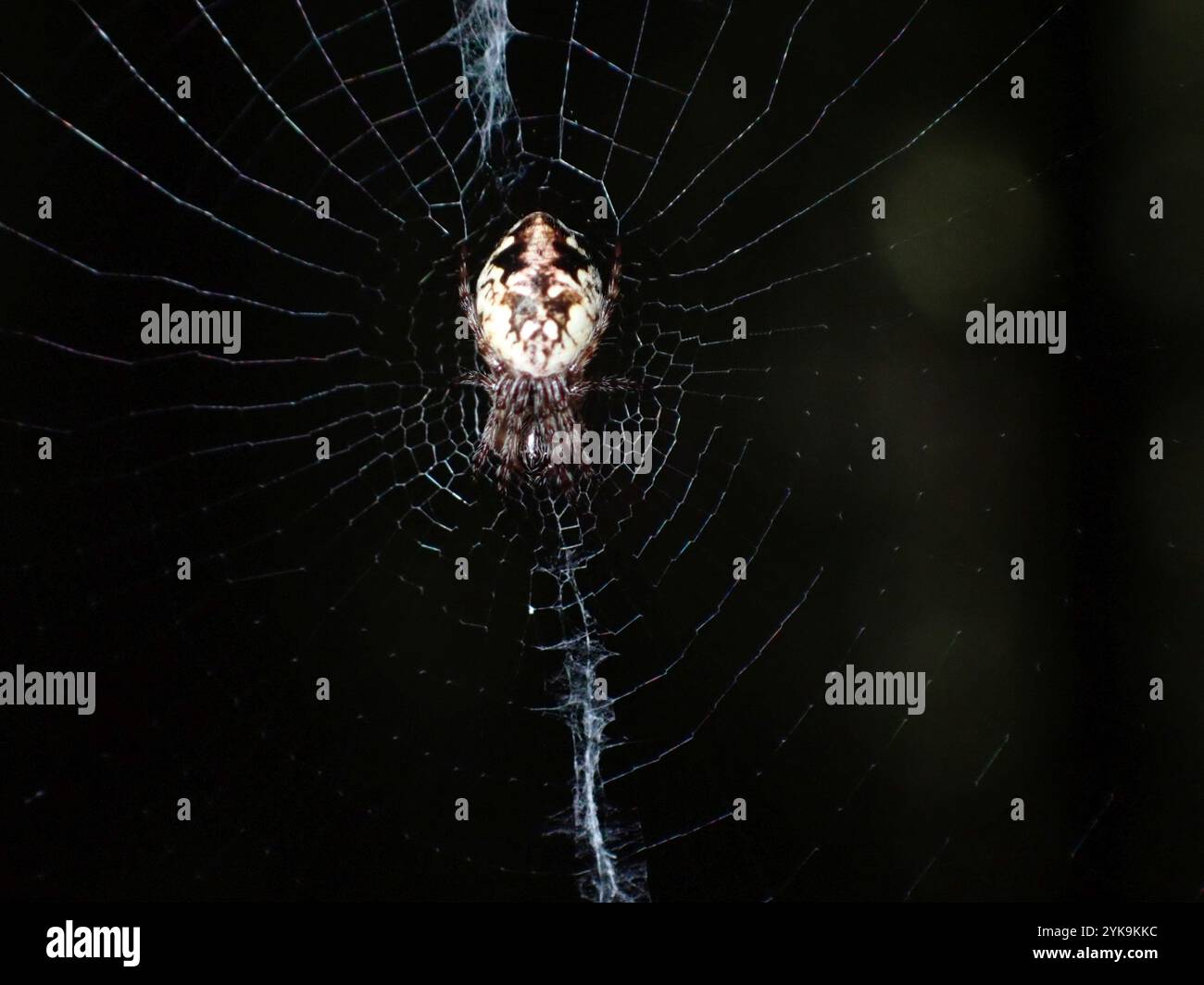 Conical Trashline Orbweaver (Cyclosa conica Stock Photo - Alamy