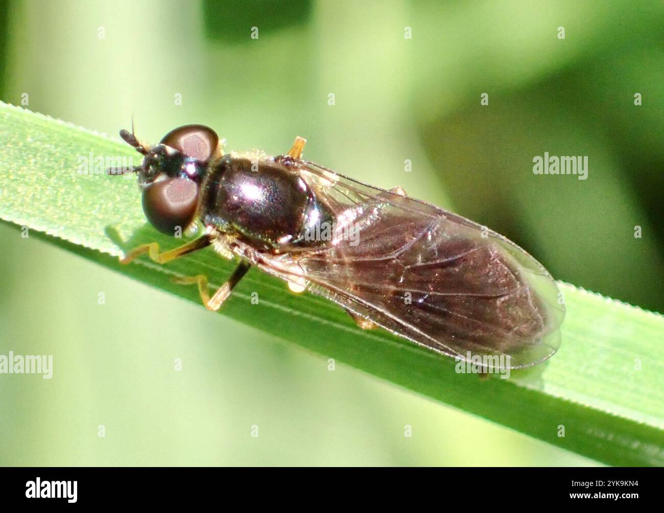 Sedgesitter hi-res stock photography and images - Alamy