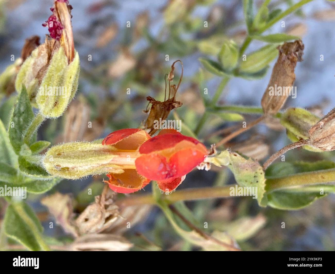 scarlet monkeyflower (Erythranthe cardinalis Stock Photo - Alamy