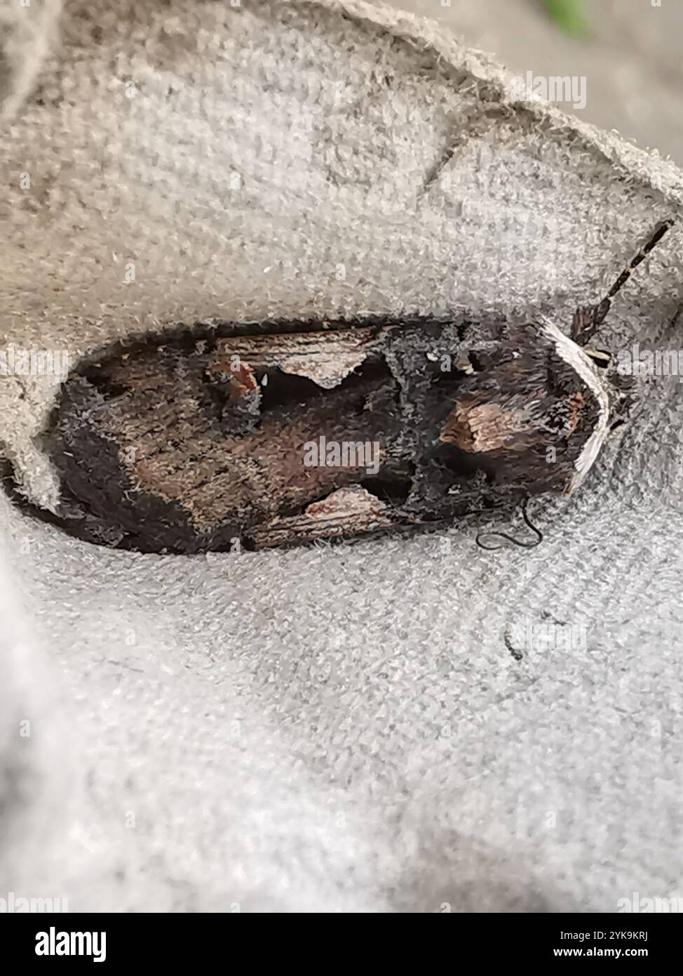 Setaceous Hebrew Character (Xestia c-nigrum Stock Photo - Alamy