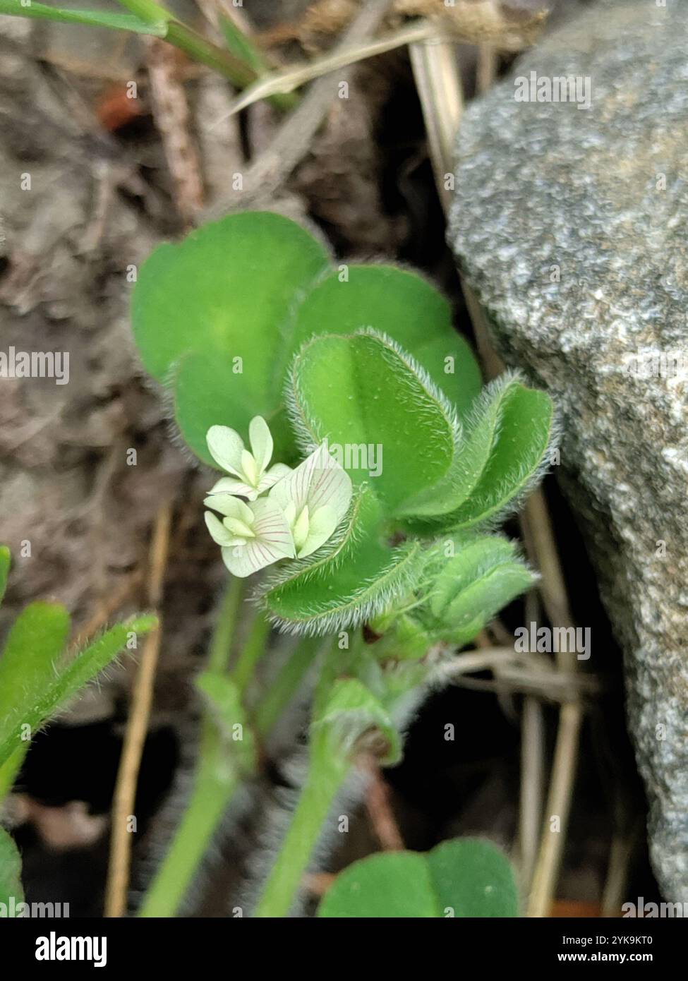 Subterranean Clover (Trifolium subterraneum Stock Photo - Alamy