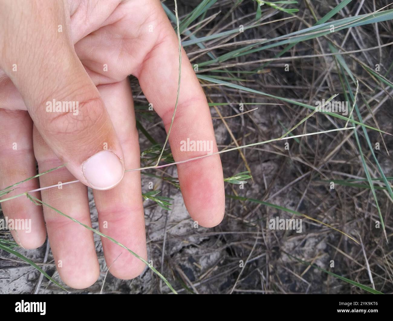Tumblegrass (Muhlenbergia paniculata Stock Photo - Alamy