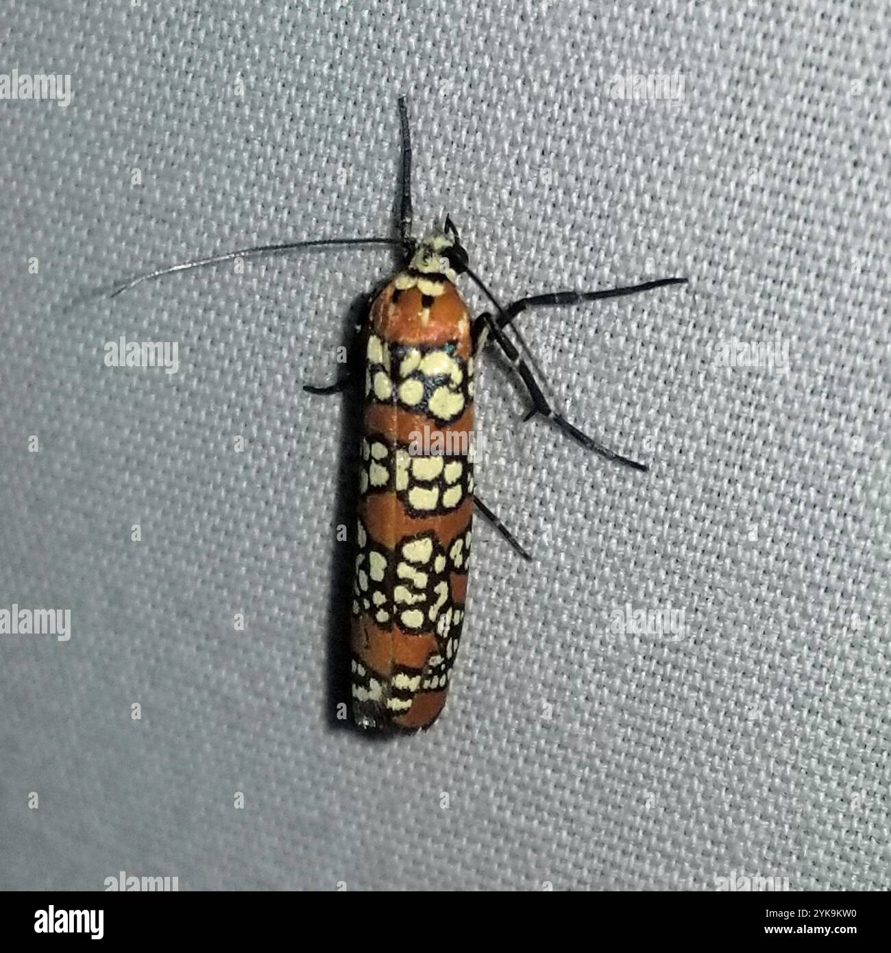 Ailanthus Webworm Moth (Atteva aurea Stock Photo - Alamy