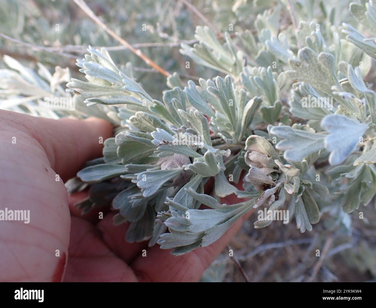 Big Sagebrush (Artemisia tridentata Stock Photo - Alamy