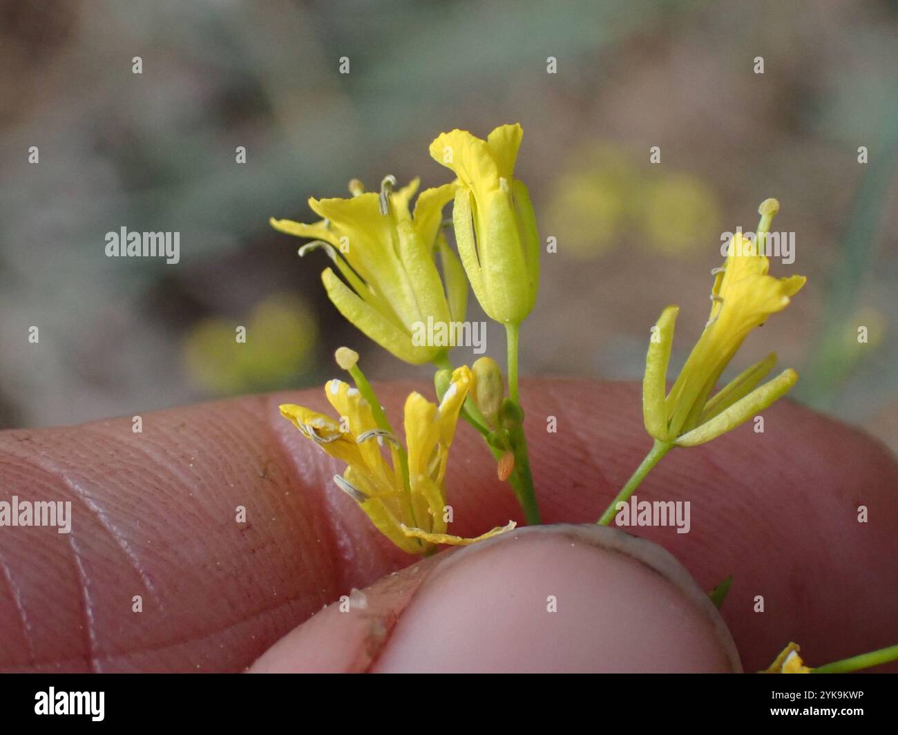 Flaxleaf hi-res stock photography and images - Alamy
