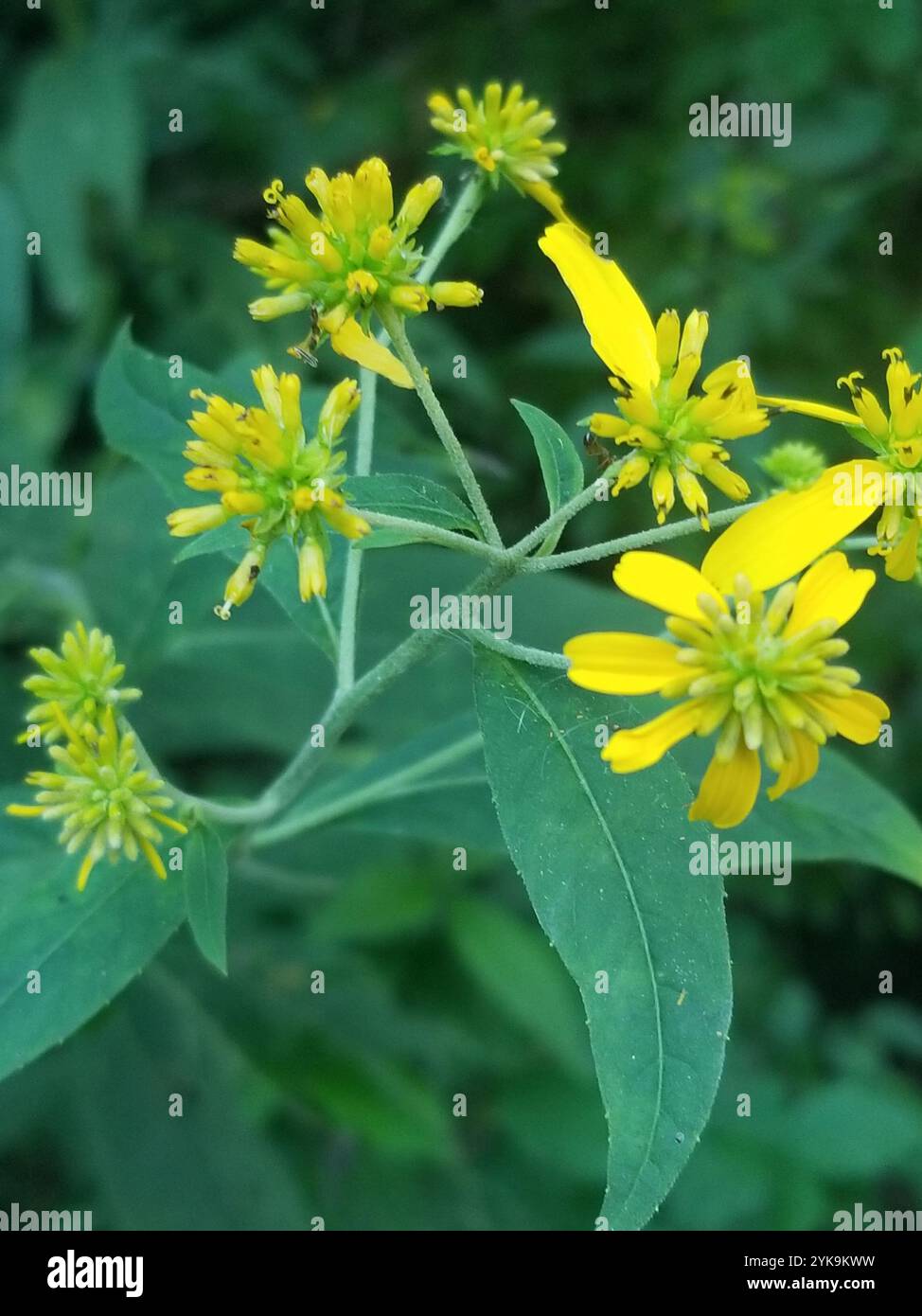 Wingstem (Verbesina alternifolia Stock Photo - Alamy