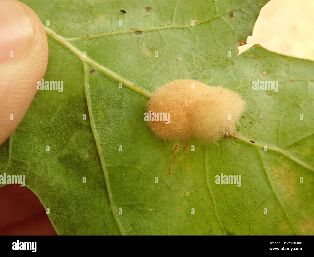 Woolly Oak Gall Wasp (Callirhytis lanata Stock Photo - Alamy