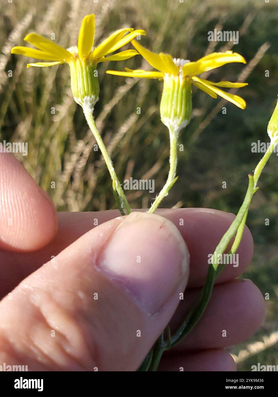 Flaccidus hi-res stock photography and images - Alamy