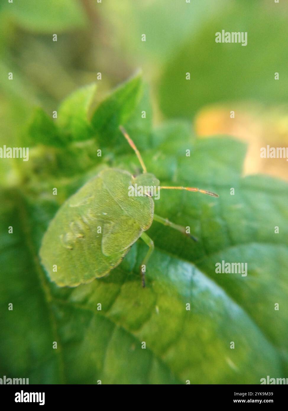 Green Shield Bug (Palomena prasina Stock Photo - Alamy