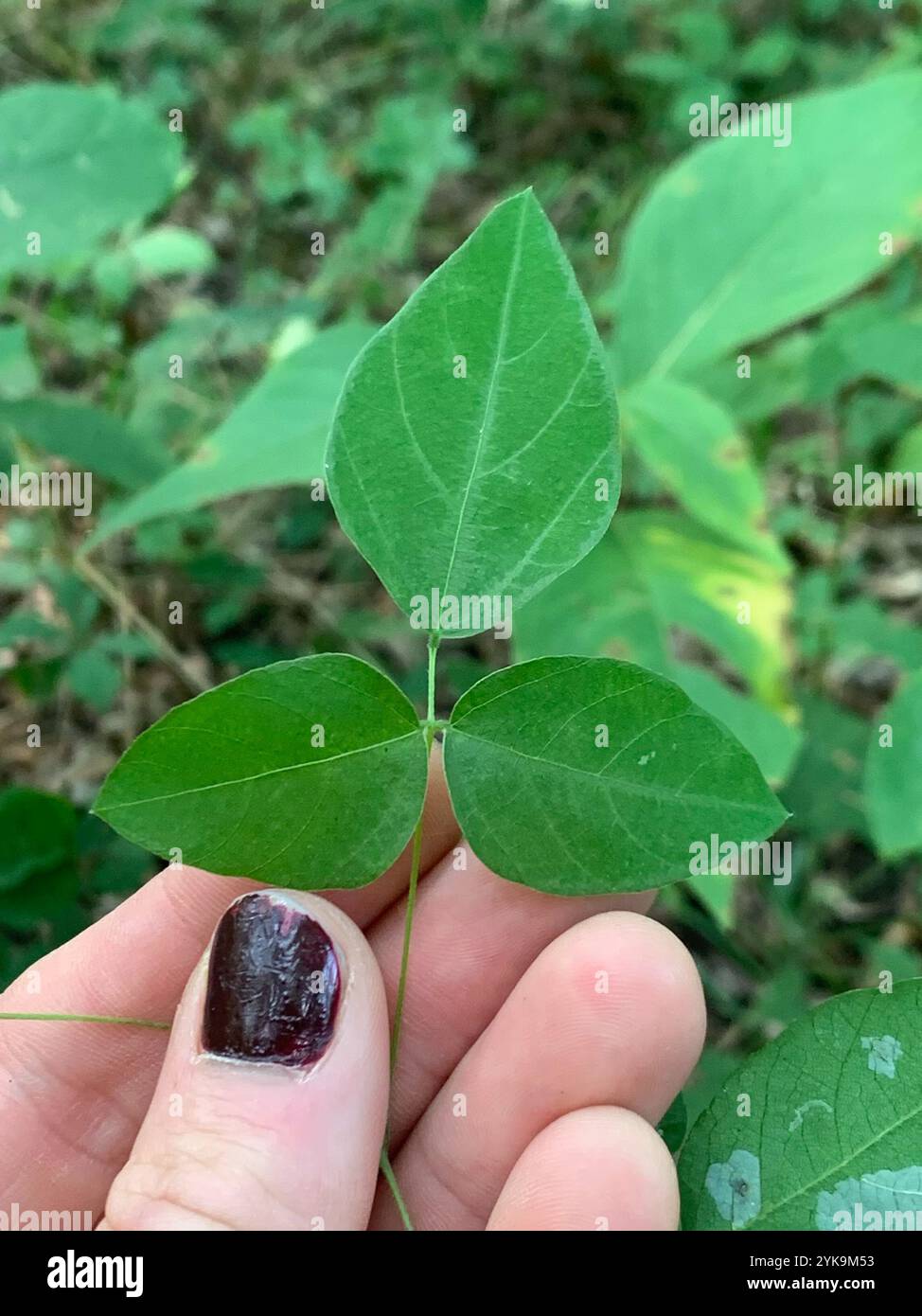 American hog-peanut (Amphicarpaea bracteata Stock Photo - Alamy