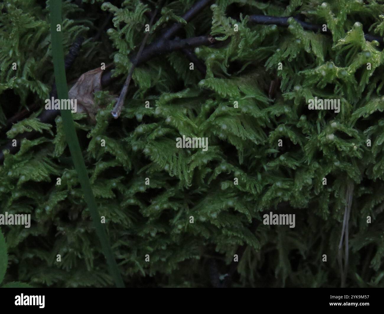Ostrich-plume Moss (Ptilium crista-castrensis Stock Photo - Alamy