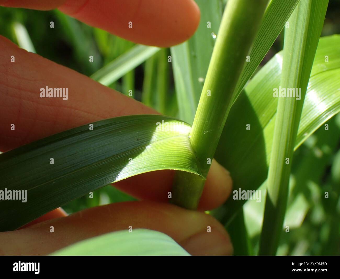 Panicled Bulrush (Scirpus microcarpus Stock Photo - Alamy