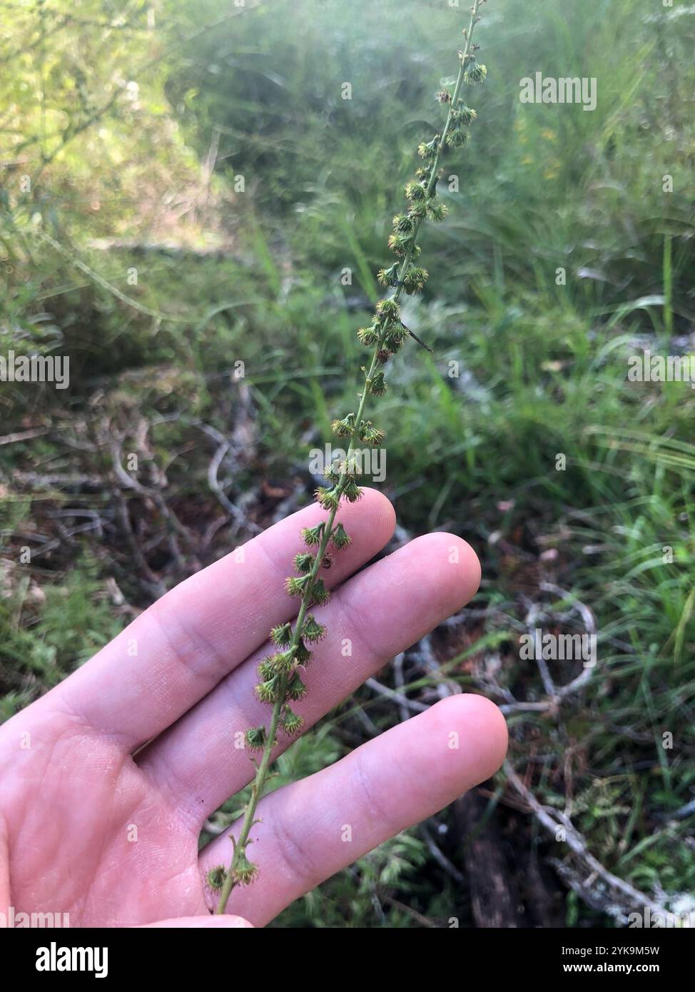 swamp agrimony (Agrimonia parviflora Stock Photo - Alamy