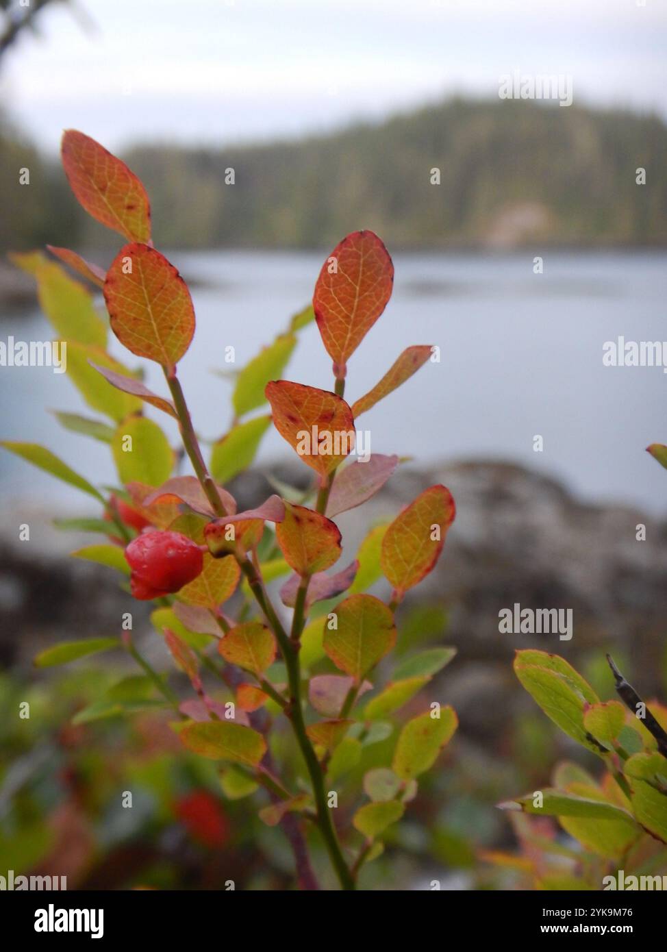 Red Huckleberry (Vaccinium parvifolium Stock Photo - Alamy