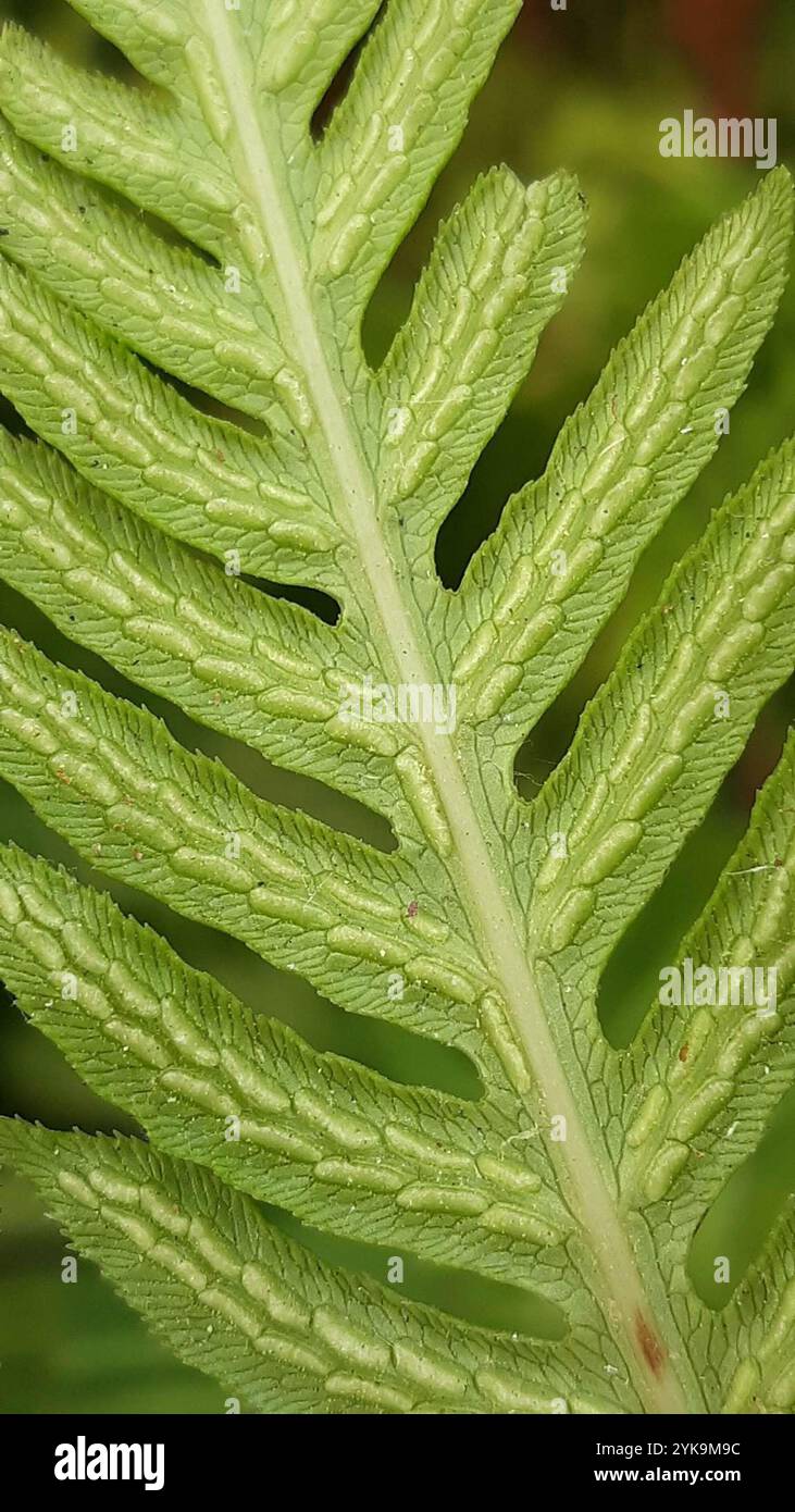 giant chain fern (Woodwardia fimbriata Stock Photo - Alamy
