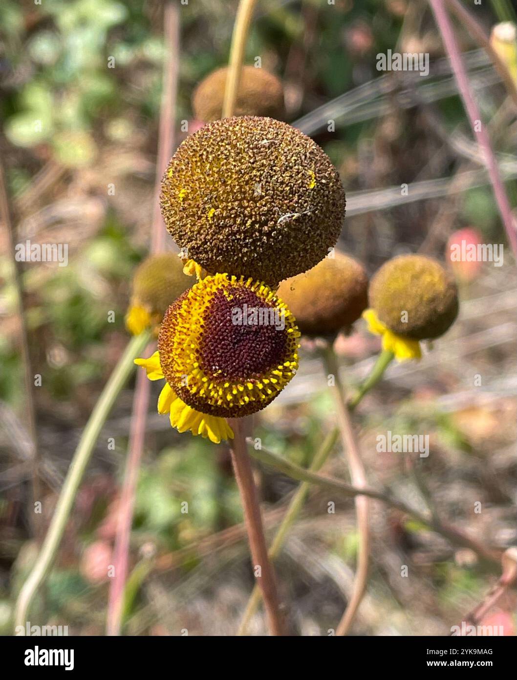 Rosilla hi-res stock photography and images - Alamy